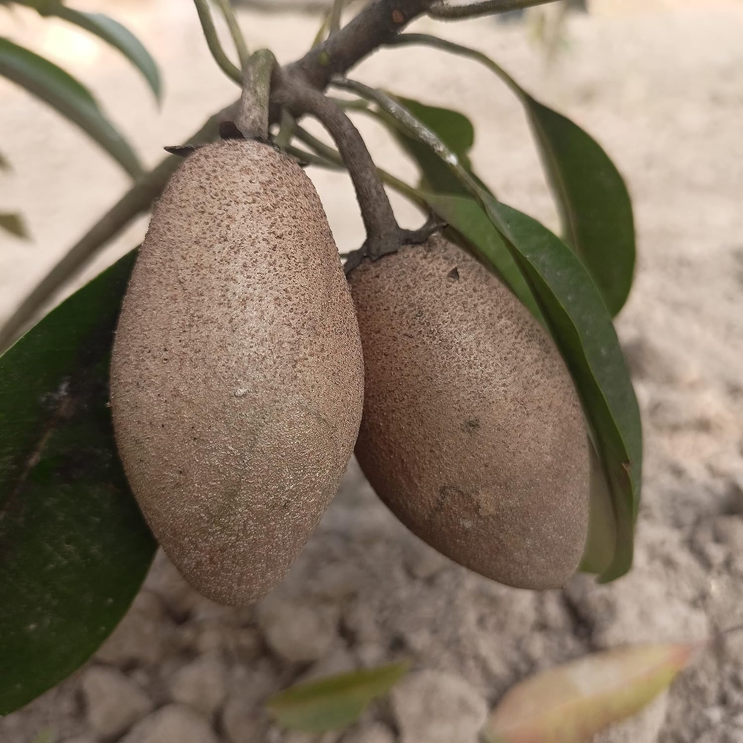 PYANABI GARDEN Long Chikoo/Sapota Thai variety Grafted Plant Naseberry ...