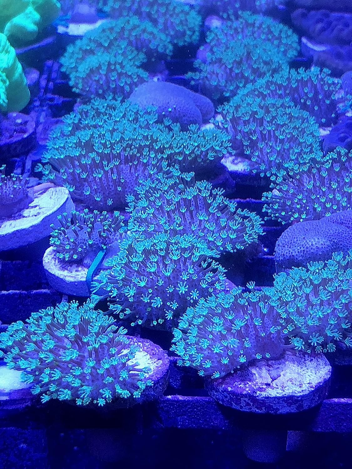 Amazon.com : coralSLover Live Saltwater Coral Frag - The Neon Green ...
