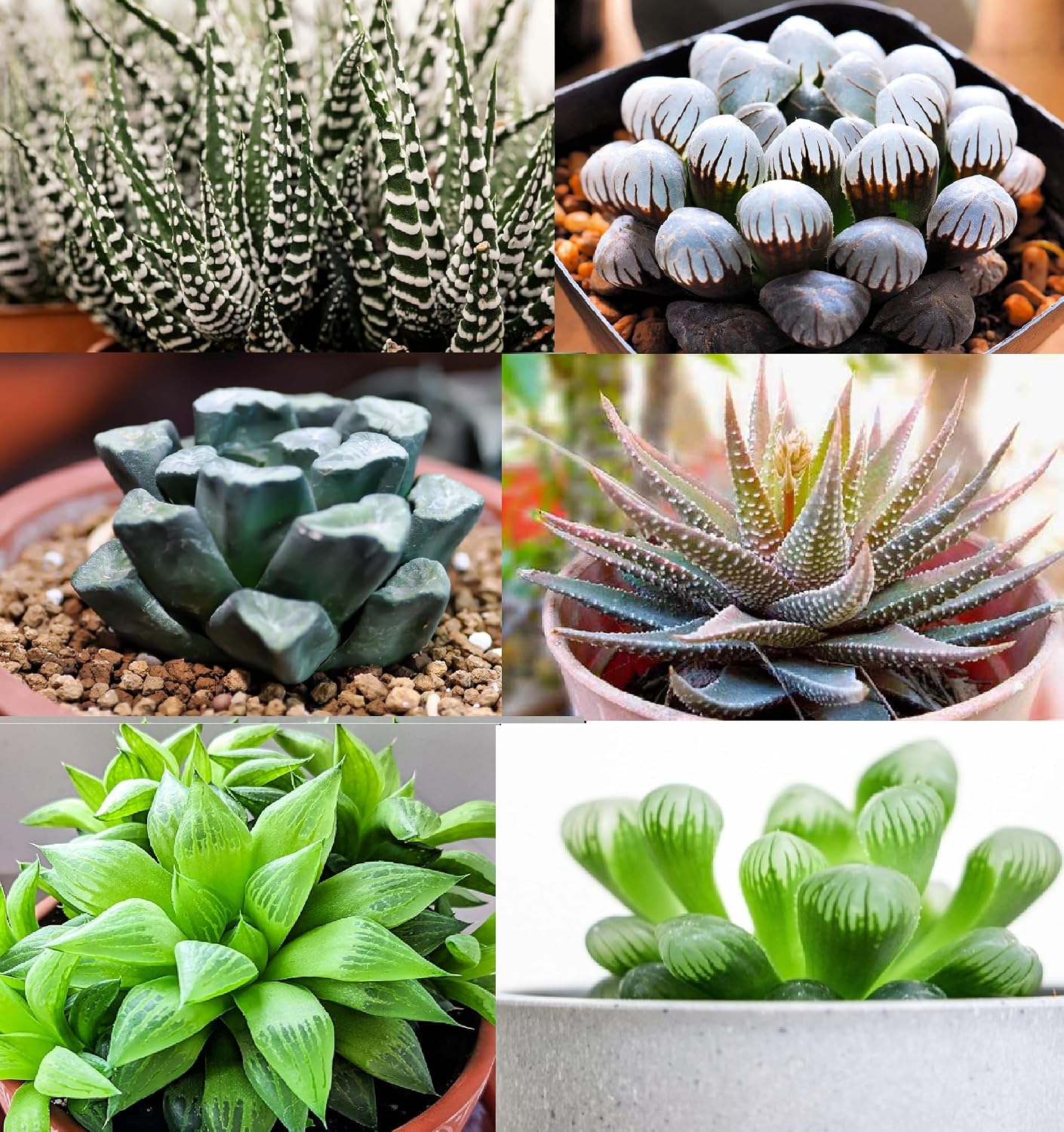 Amazon.com : Haworthia Hybrids Succulents Mix (30+ Seeds) - All The ...