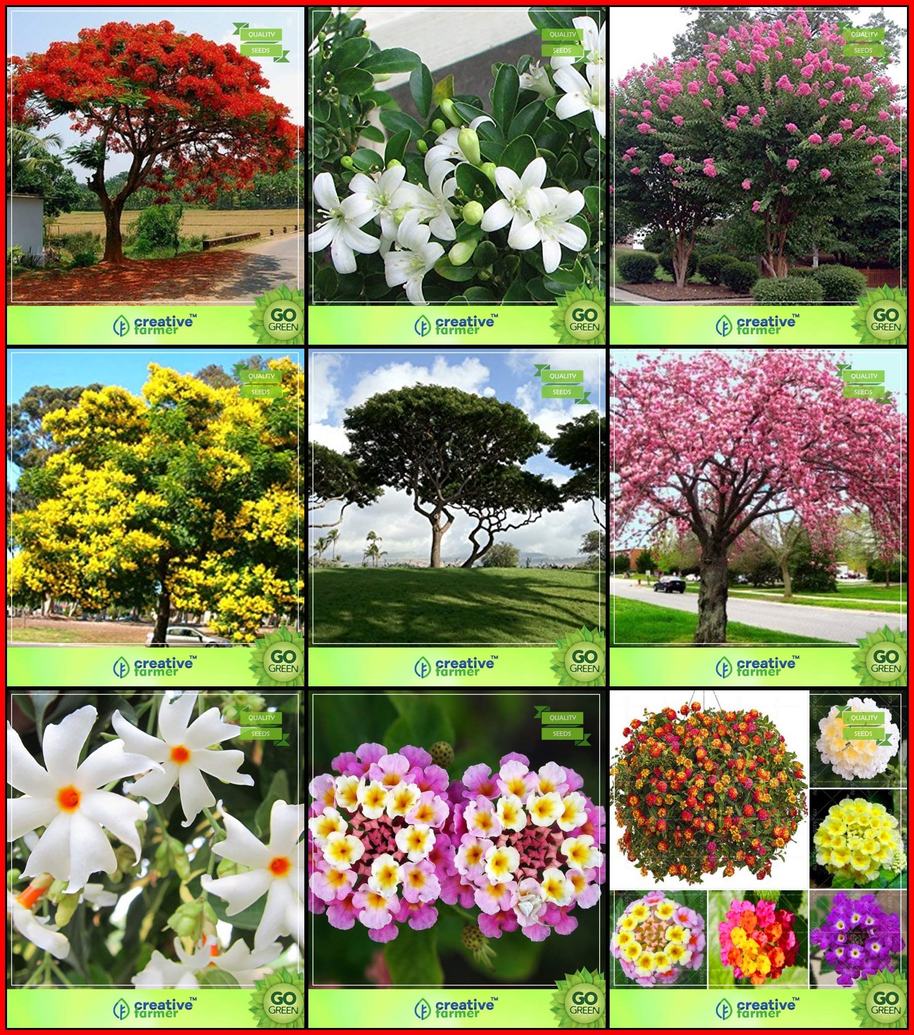 Buy OhhSome Garden Combo Tree : Delonix Regia, Orange Jessamine, Pride ...
