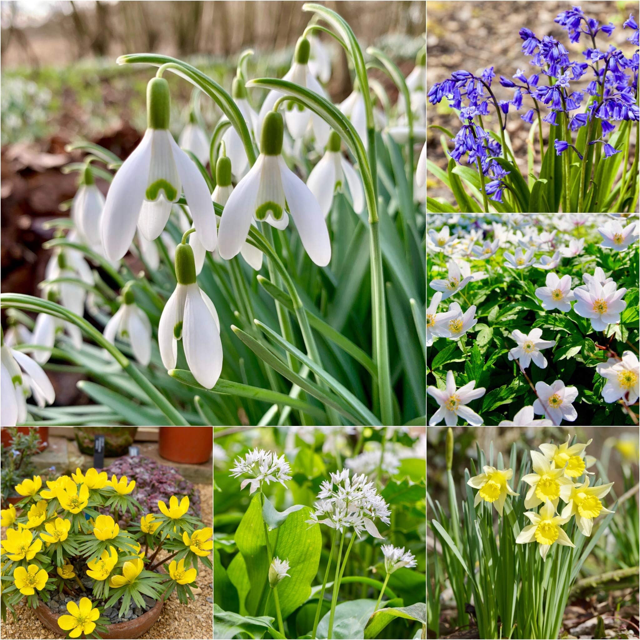 Woodland bulbs® 15 x Wild Garlic Bulbs - Allium Ursinum - UK Grown ...