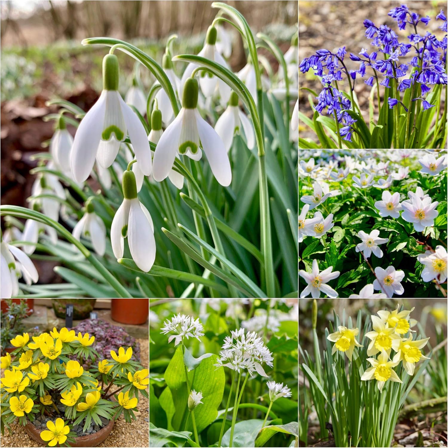 Woodland bulbs® 60 x Woodland Bulbs Collection - Spring Flowering Bulbs ...