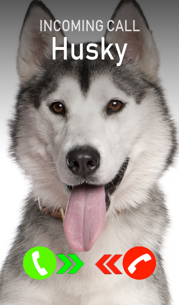 Fake Call From Siberian Husky Prank:Amazon.in:Appstore for Android