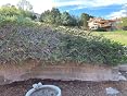 Amazon.com: Seymour 20-602 Grass and Shrub Renew Spray Paint, Pristine ...