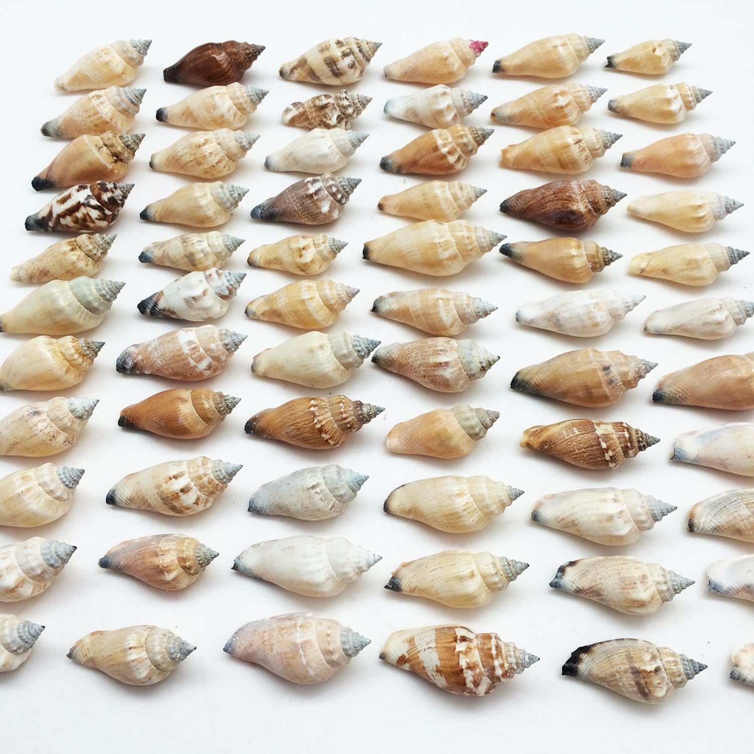 Amazon.com: PEPPERLONELY Brown Chulla Strombus Conch Sea Shells, 8 OZ ...