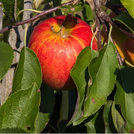 Gushu - App on Amazon Appstore