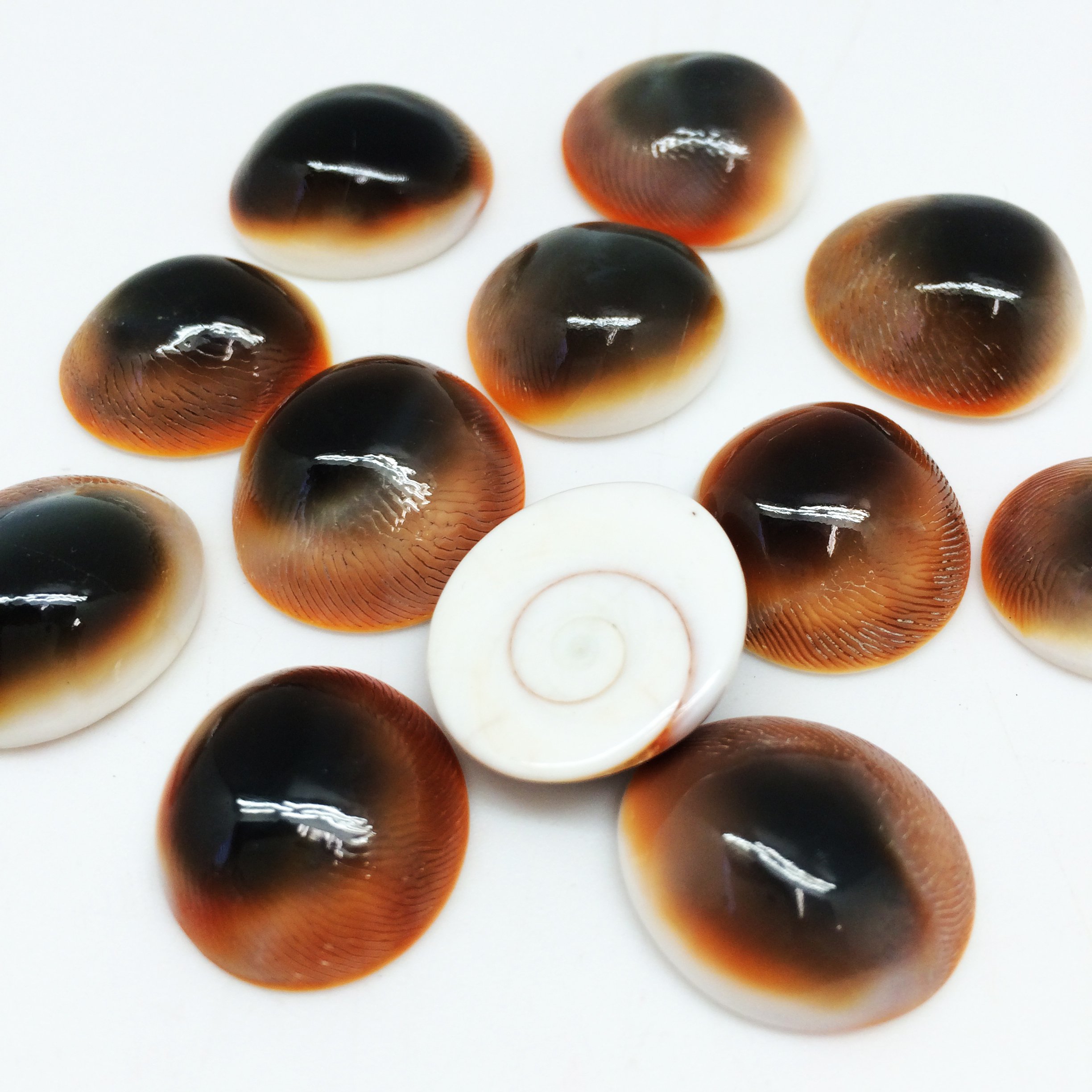 Cats Eye Shell Spiral Patterned 'catseye Shells' Mollusc Operculum,