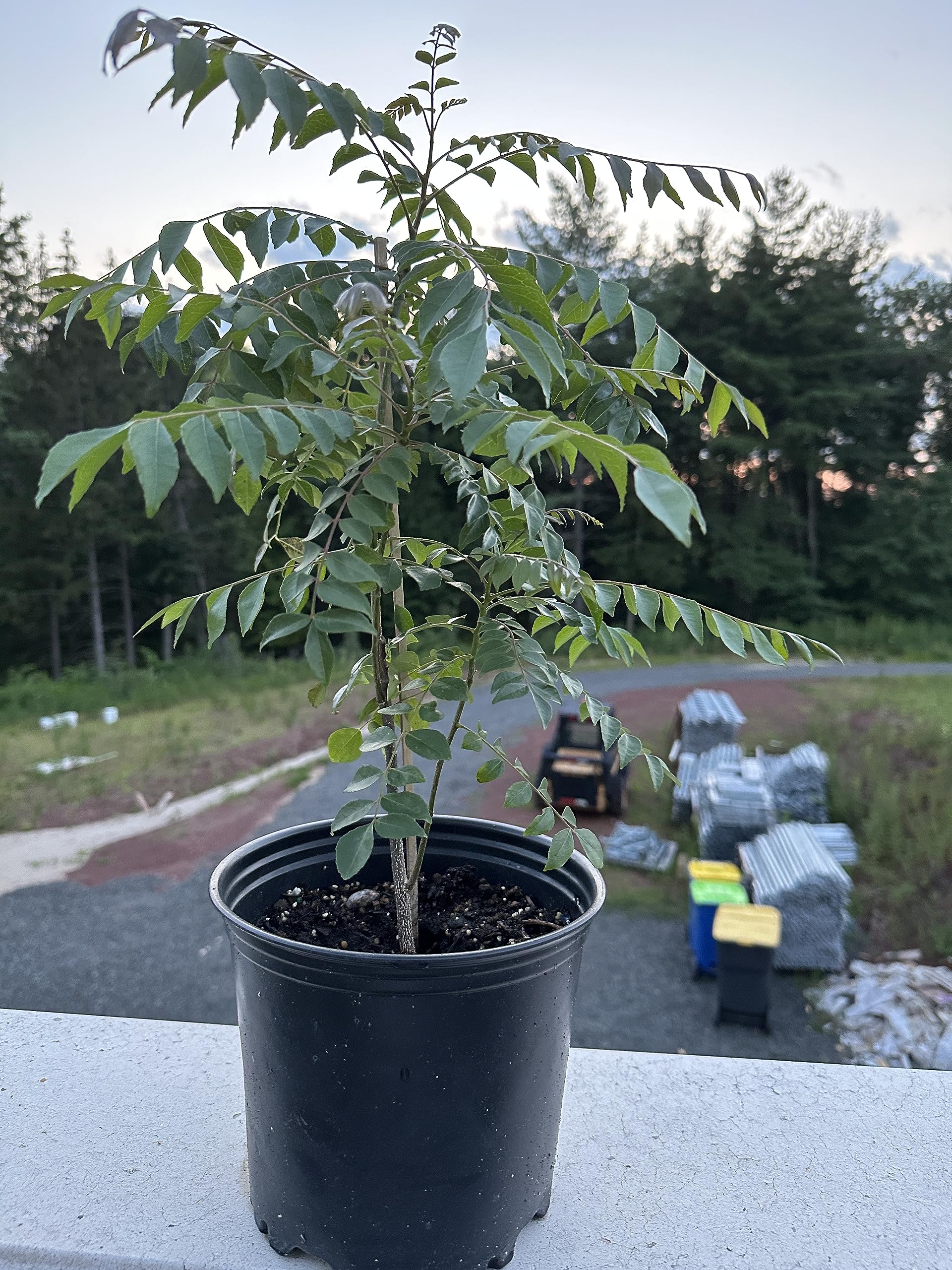 Indian Curry Plant