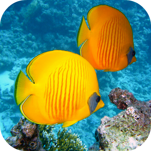 Fish Wallpapers - App on Amazon Appstore