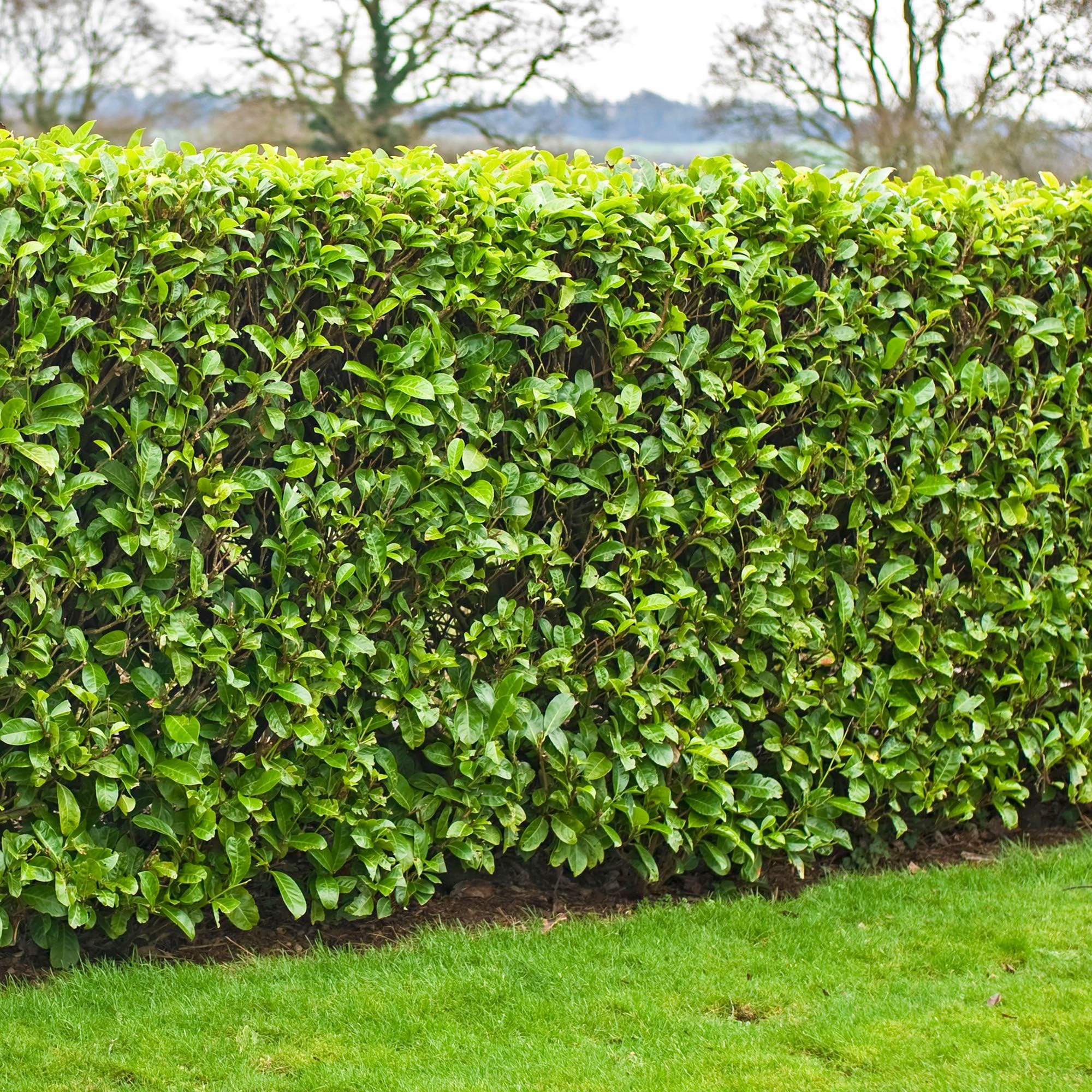 10 Cherry Laurel Hedging 3-4ft Evergreen Plants Multi Stem A+ 4 Litre ...