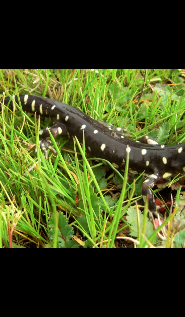 salamander Wallpaper -- HD Wallpapers of salamanders!:Amazon.de ...