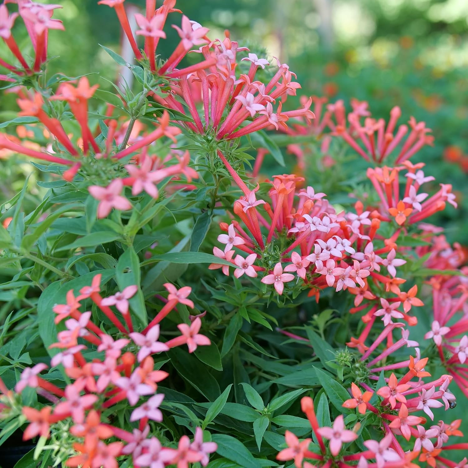 Amazon.com : Proven Winners Estrellita Little Star Firecracker Bush ...