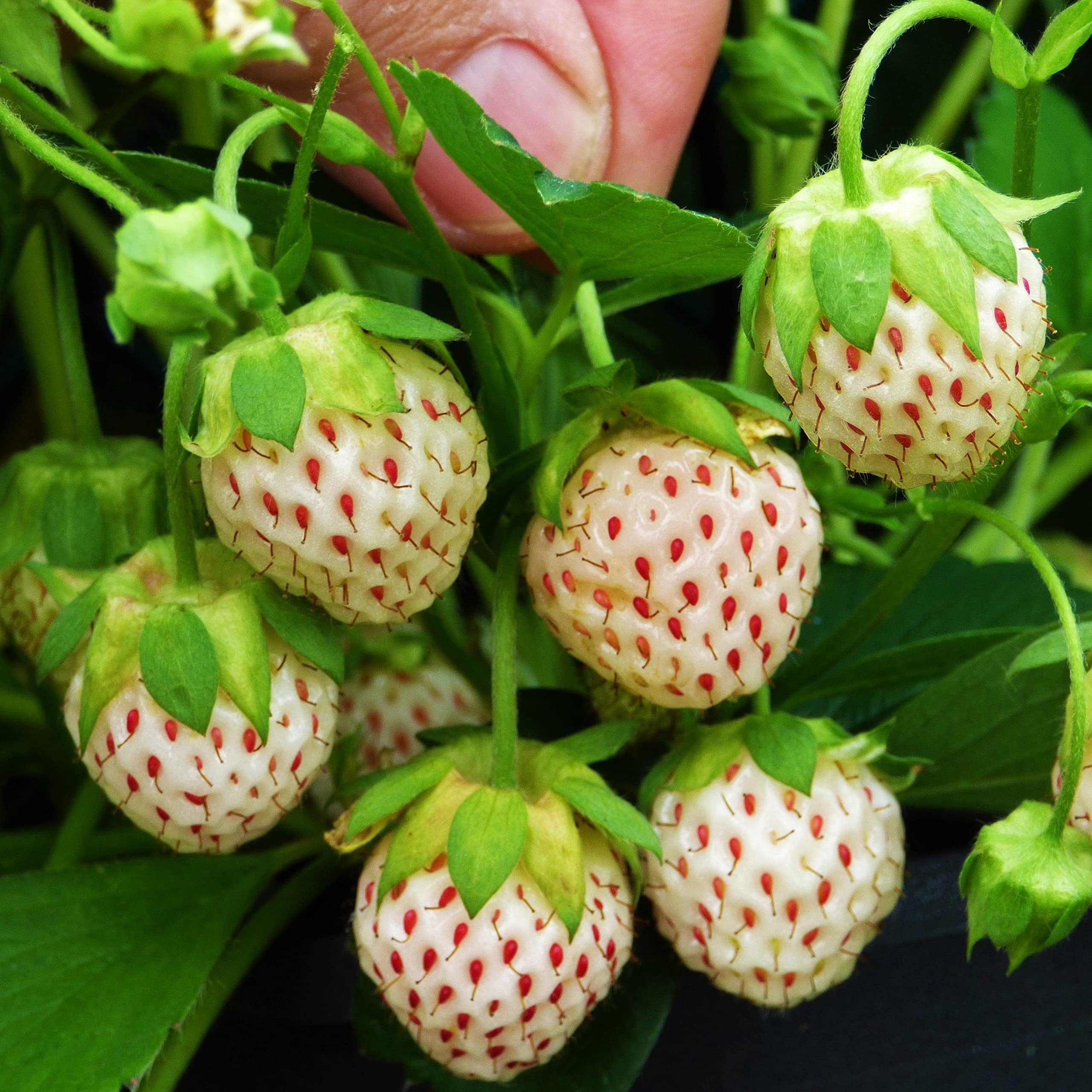 Amazon.com : White Carolina Strawberry Roots - Sweet and Juicy Fruit ...