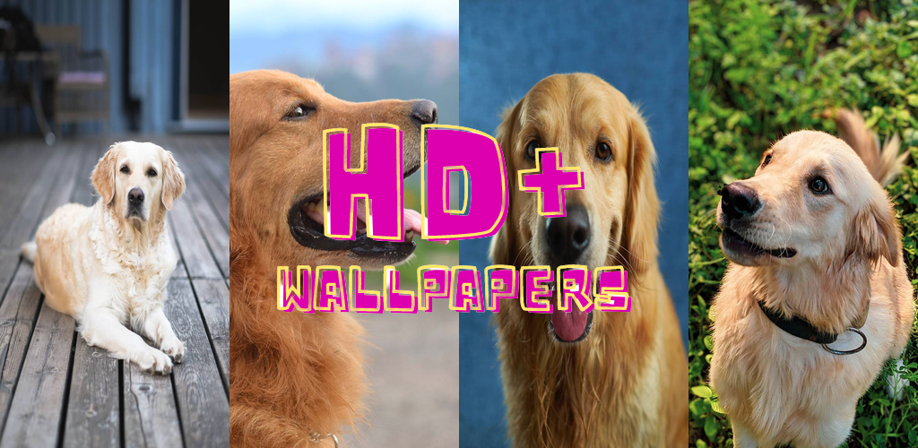 Golden Retriever Desktop Backgrounds Golden Retriever Puppy Wags Tail