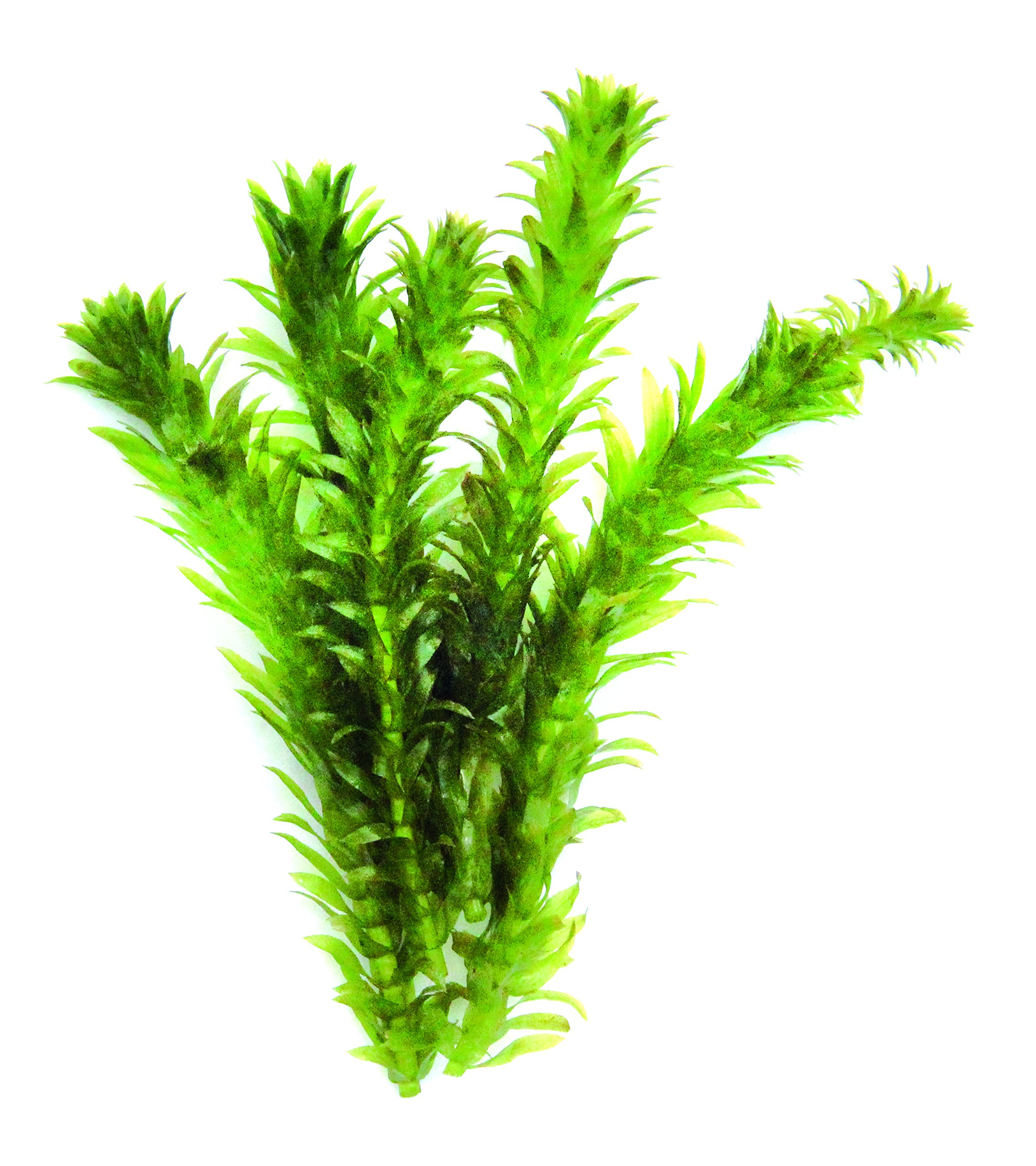 Egeria Densa Aquarium Anacharis Egeria Densa Aquarium Submerged