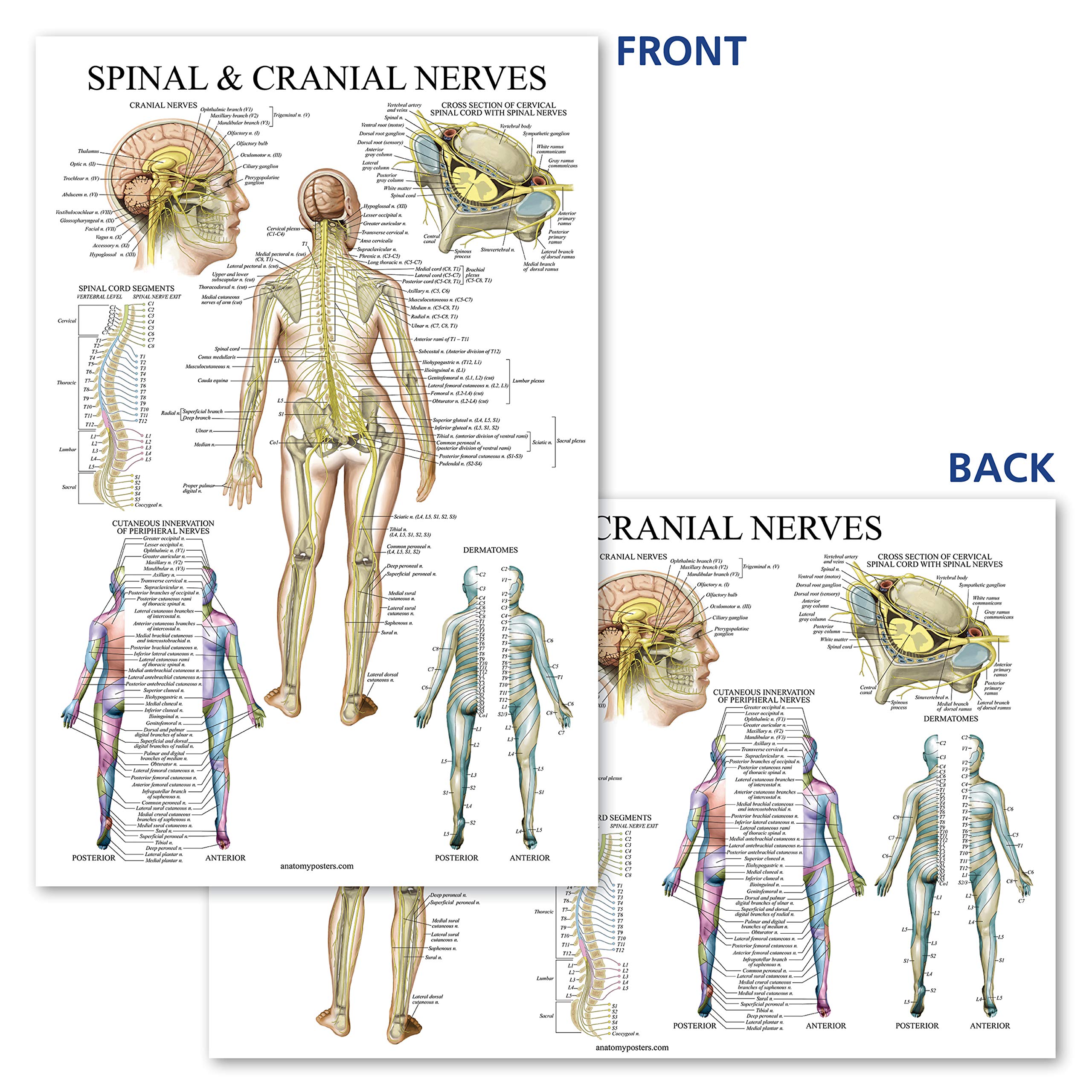 Buy 2 Pack: Spinal and Cranial Nerves + Anatomy of the Spine Poster Set ...