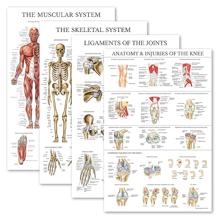 Buy 4 Pack - Anatomical Poster Set - Laminated - Muscular, Skeletal ...