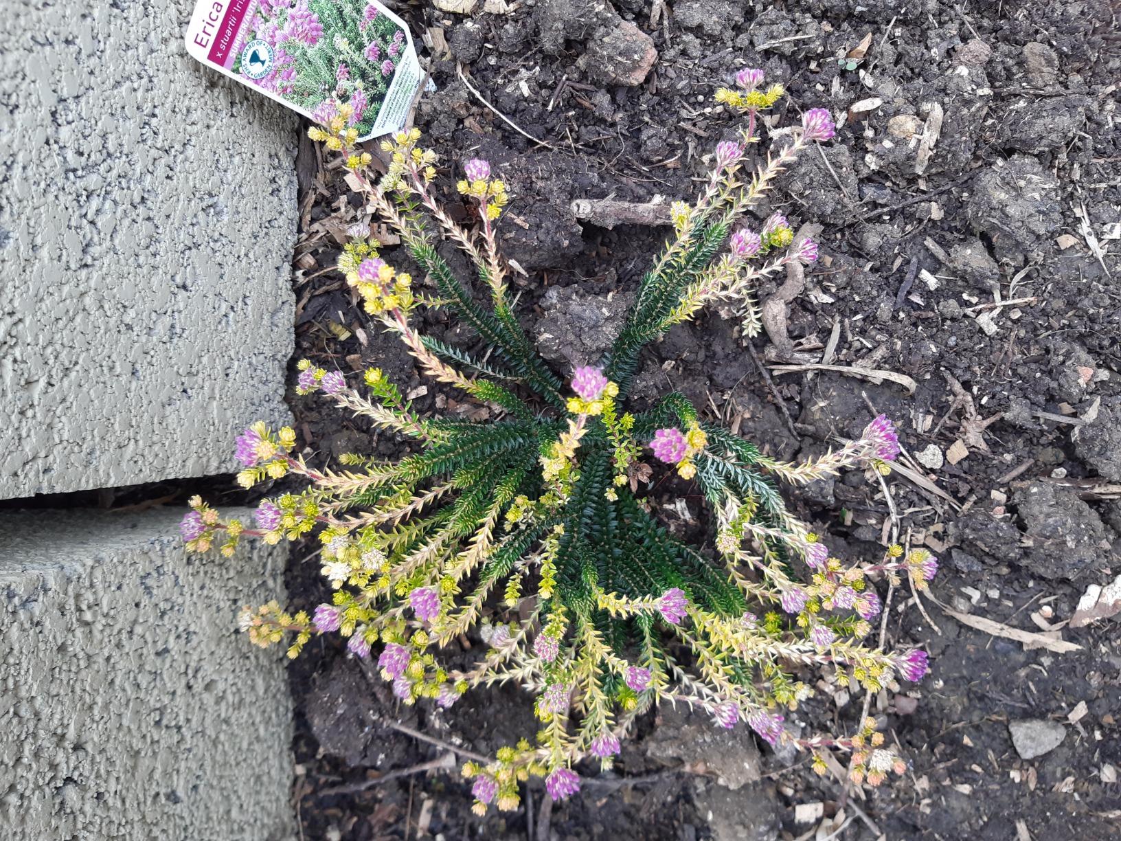 GrowOn Shrubs [x4] Heather Erica x Stuartii 'Irish Lemon' | Multi-Pack ...