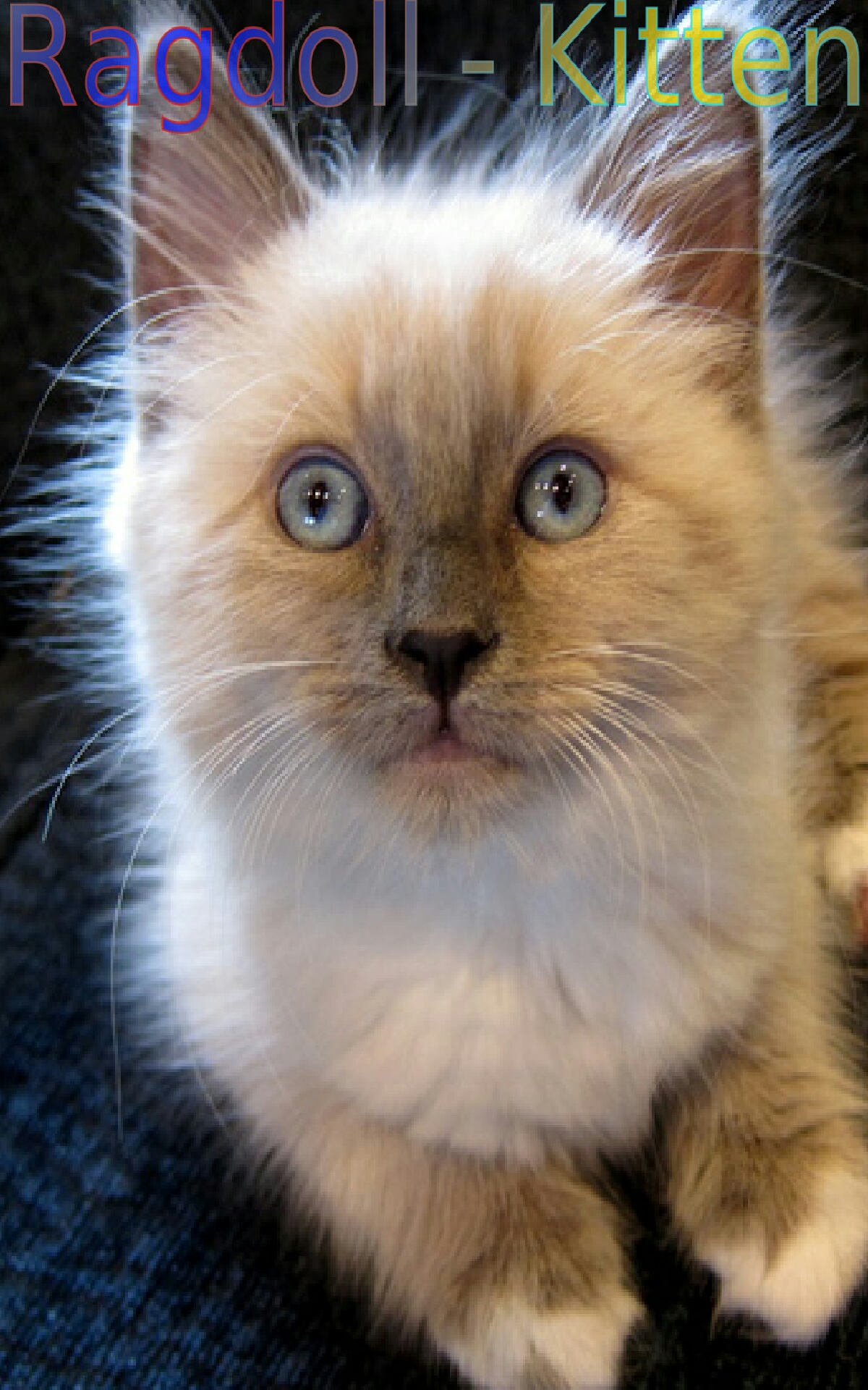 Top 20 Cats and Kittens:Amazon.co.jp:Appstore for Android