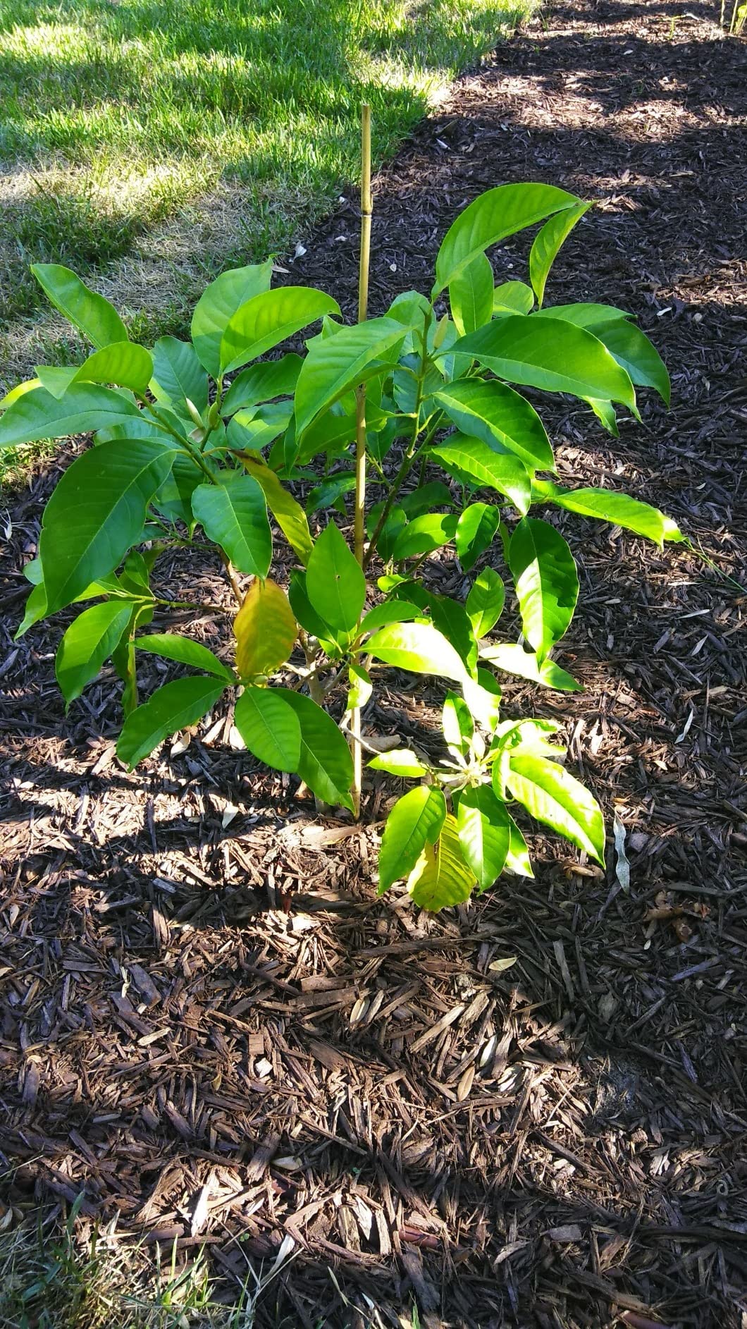 Amazon.com : 9EzTropical - White Champaca Plant - 2 to 3 Feet Tall ...