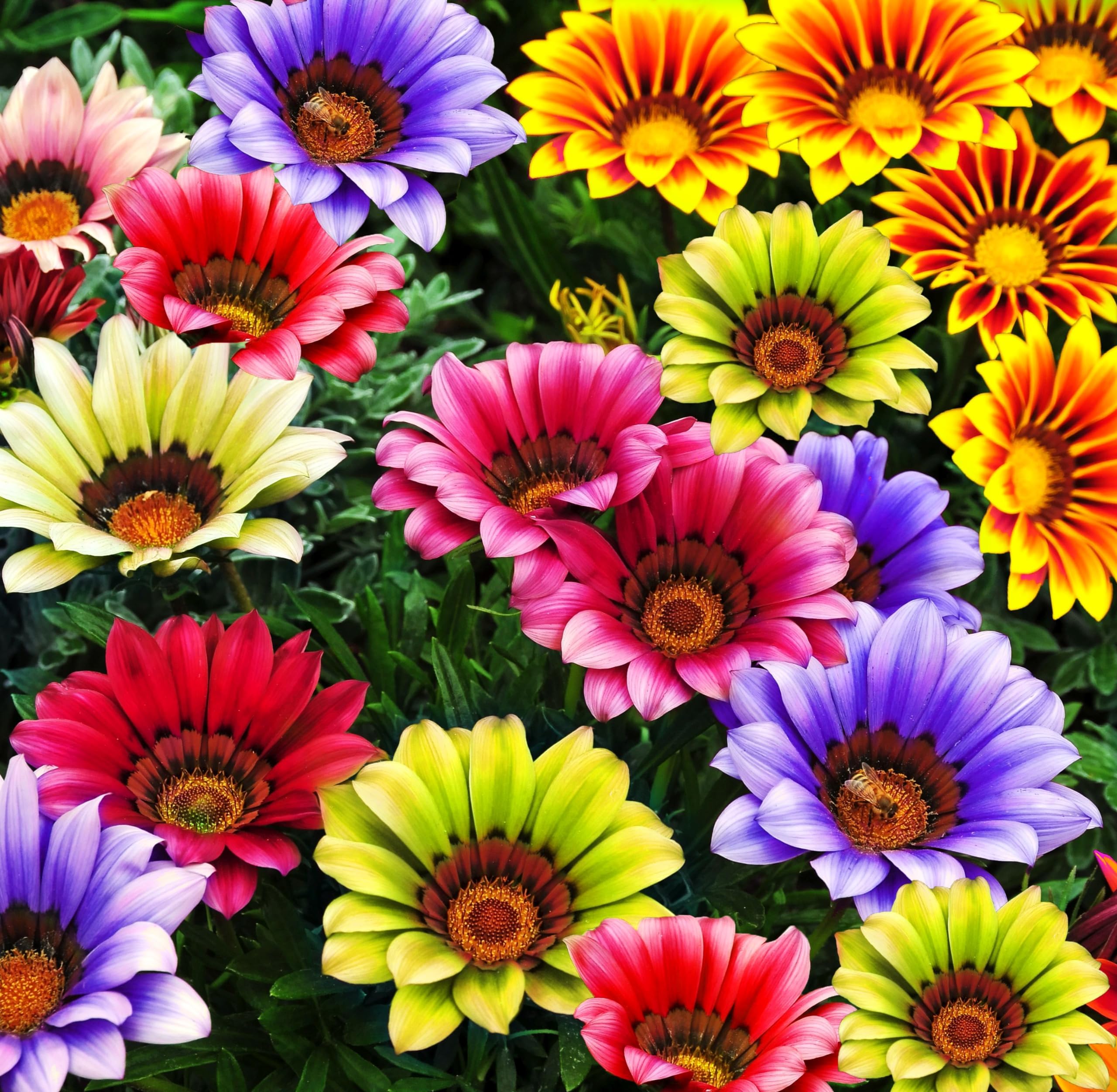 Amazon.com : 100 Seeds Perennial Gerbera Flower Seed Mix Pink Yellow ...