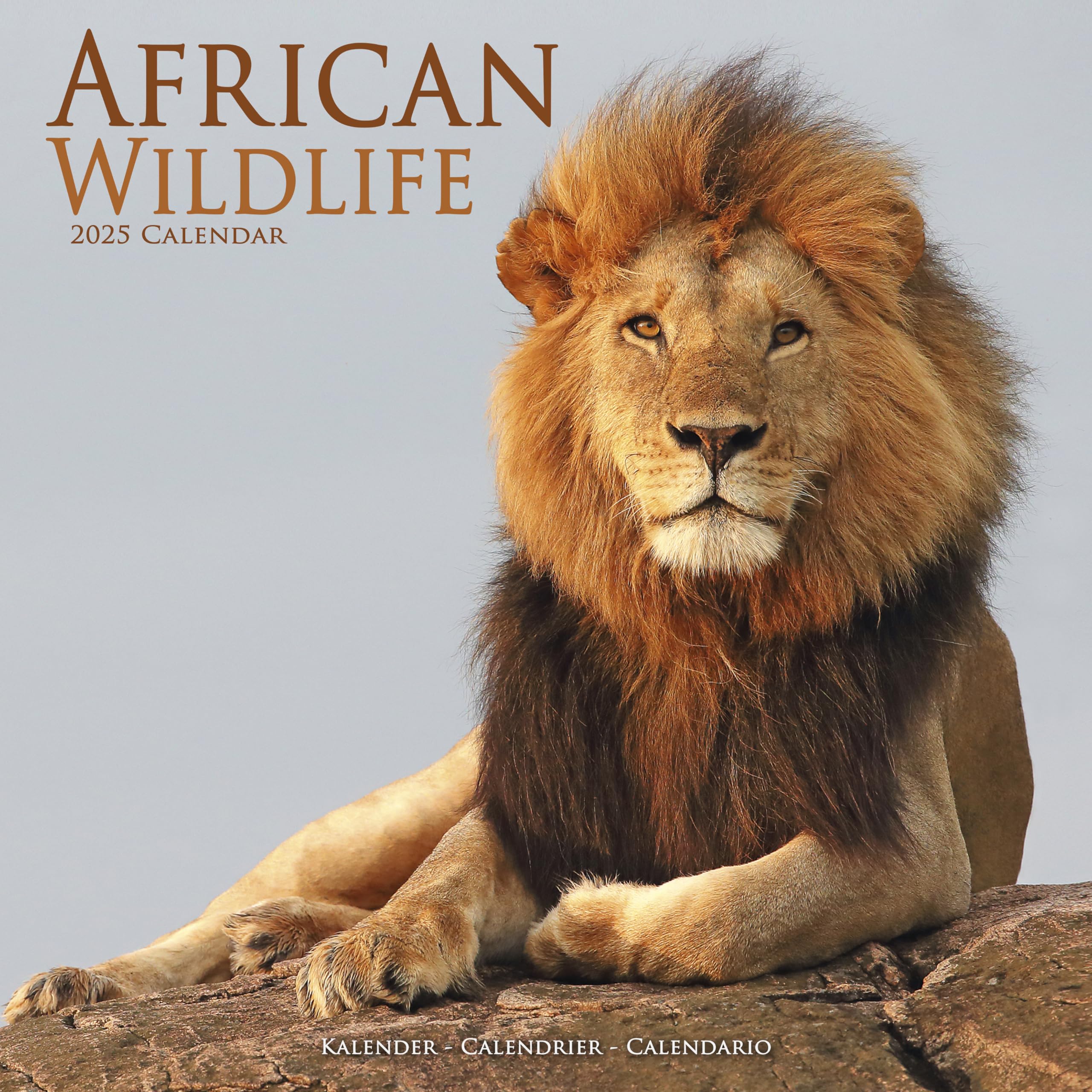Amazon.com : 2025 African Wildlife Wall Calendar, 12X12, Avonside ...