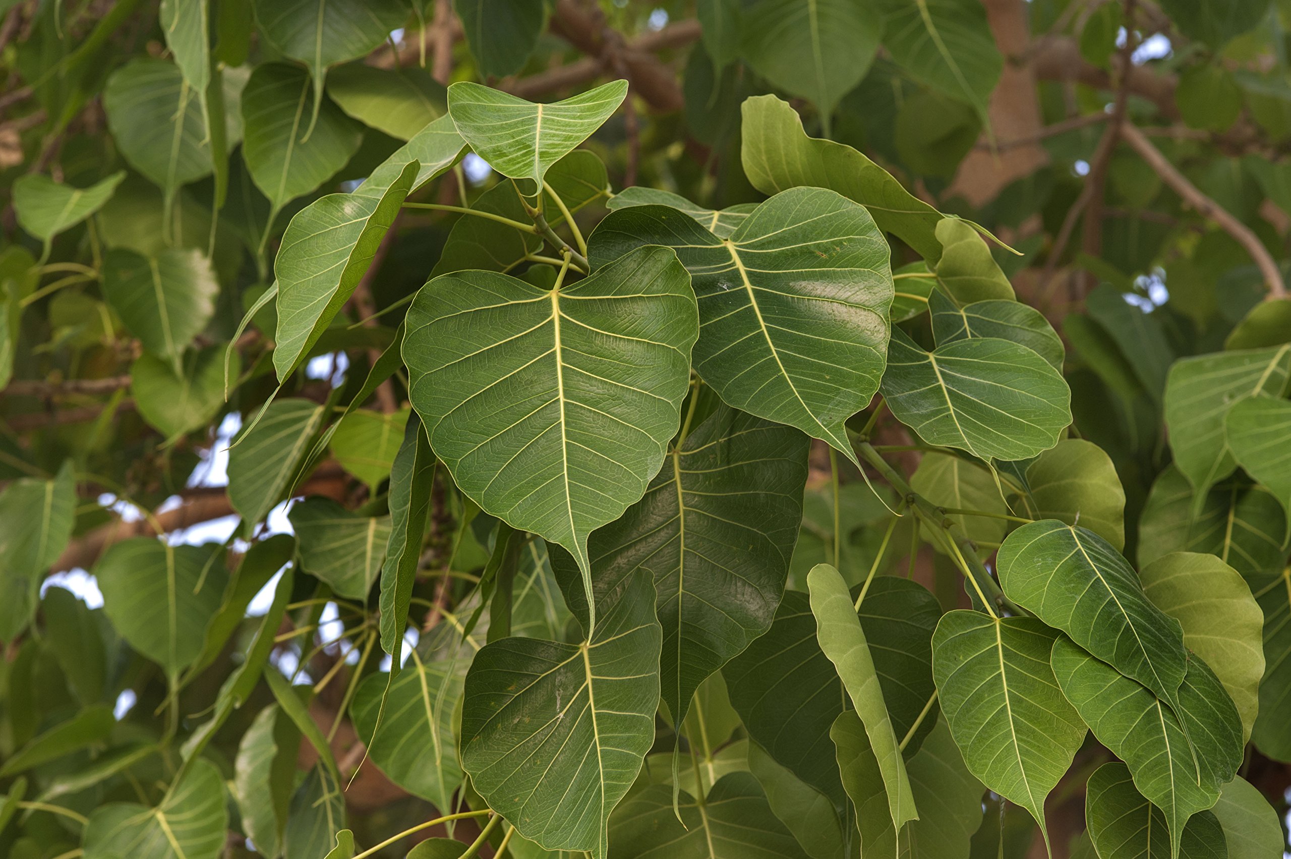 Buy Creative Farmer Bodhi Tree Seeds Ficus Religiosa Seeds 500 Seeds ...