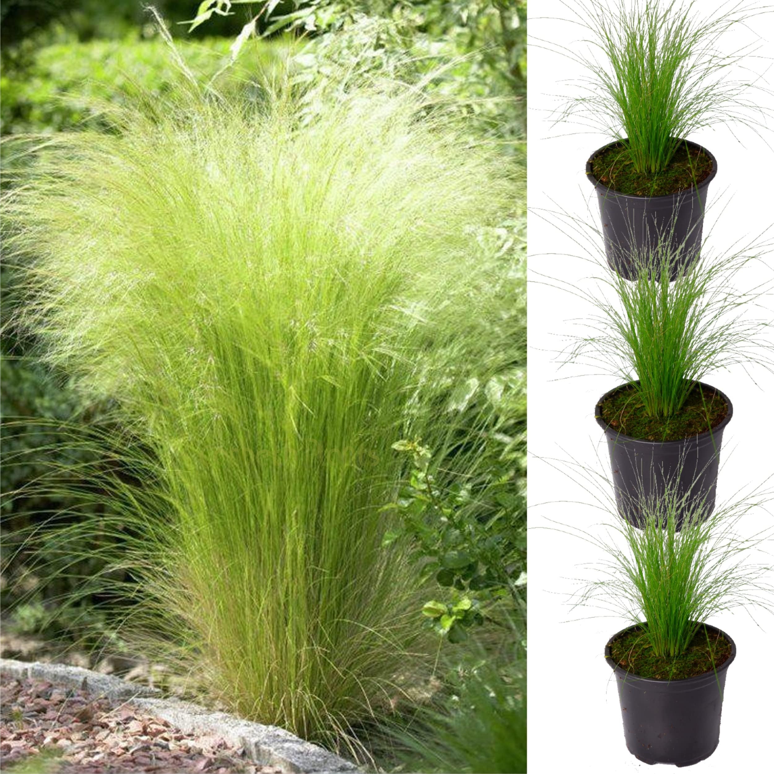 Festuca glauca 'Intense Blue' Fescue Evergreen Hardy Shrub Grass | 9cm ...