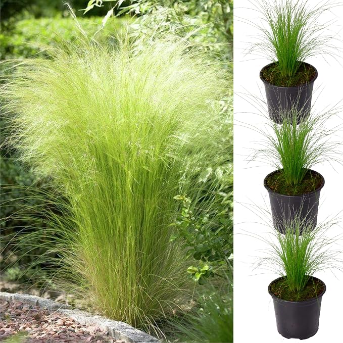 Carbeth Plants 3 x Pony Tails Grass Plants - Hardy Ornamental Fountain ...