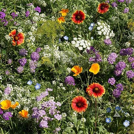 Amazon.com : Outsidepride Dwarf, Low Growing Wild Flower Seed Mix - 1/4 ...