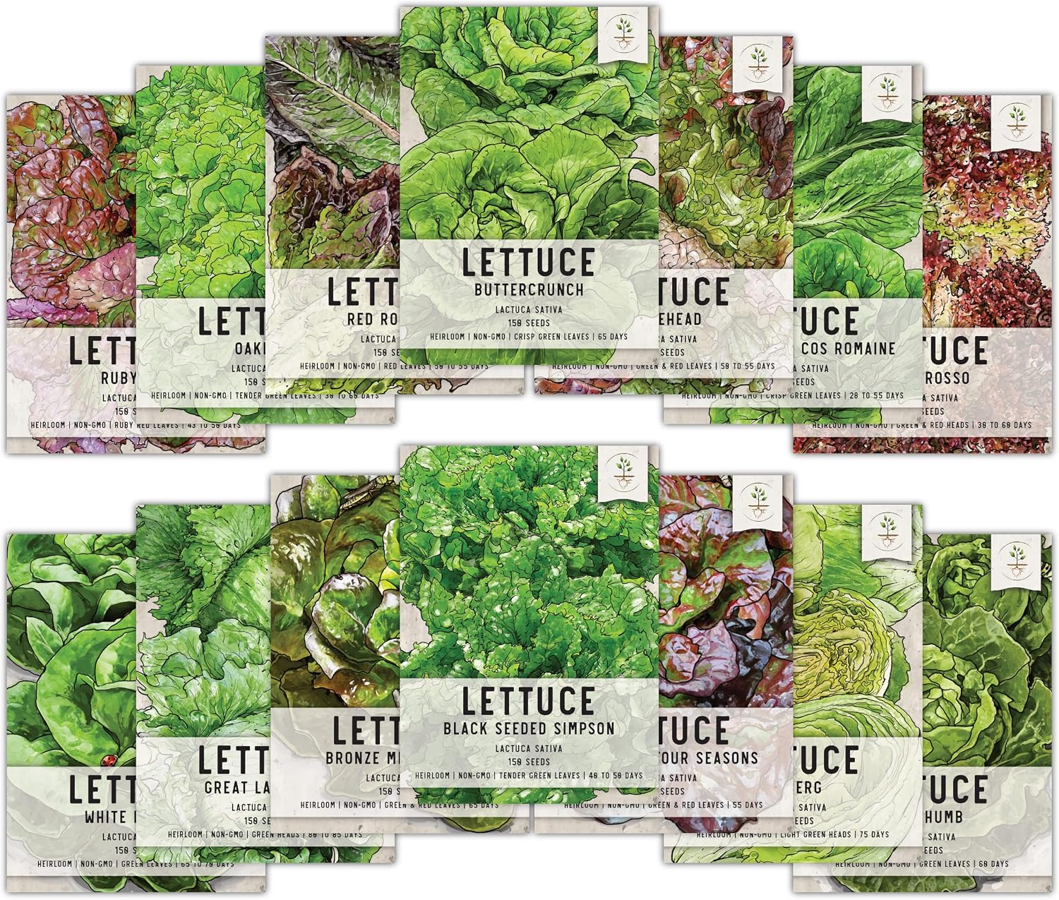 Amazon.com : Seed Needs, Lettuce Seeds for Planting (14 Lettuce Variety ...