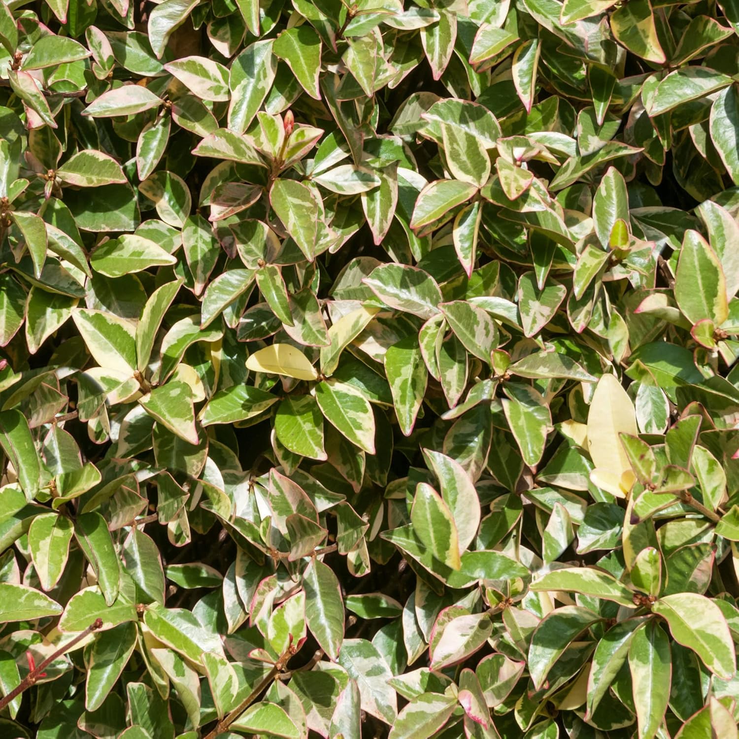 Trachelospermum Variegatum Evergreen Variegated Garden Climber Climbing ...