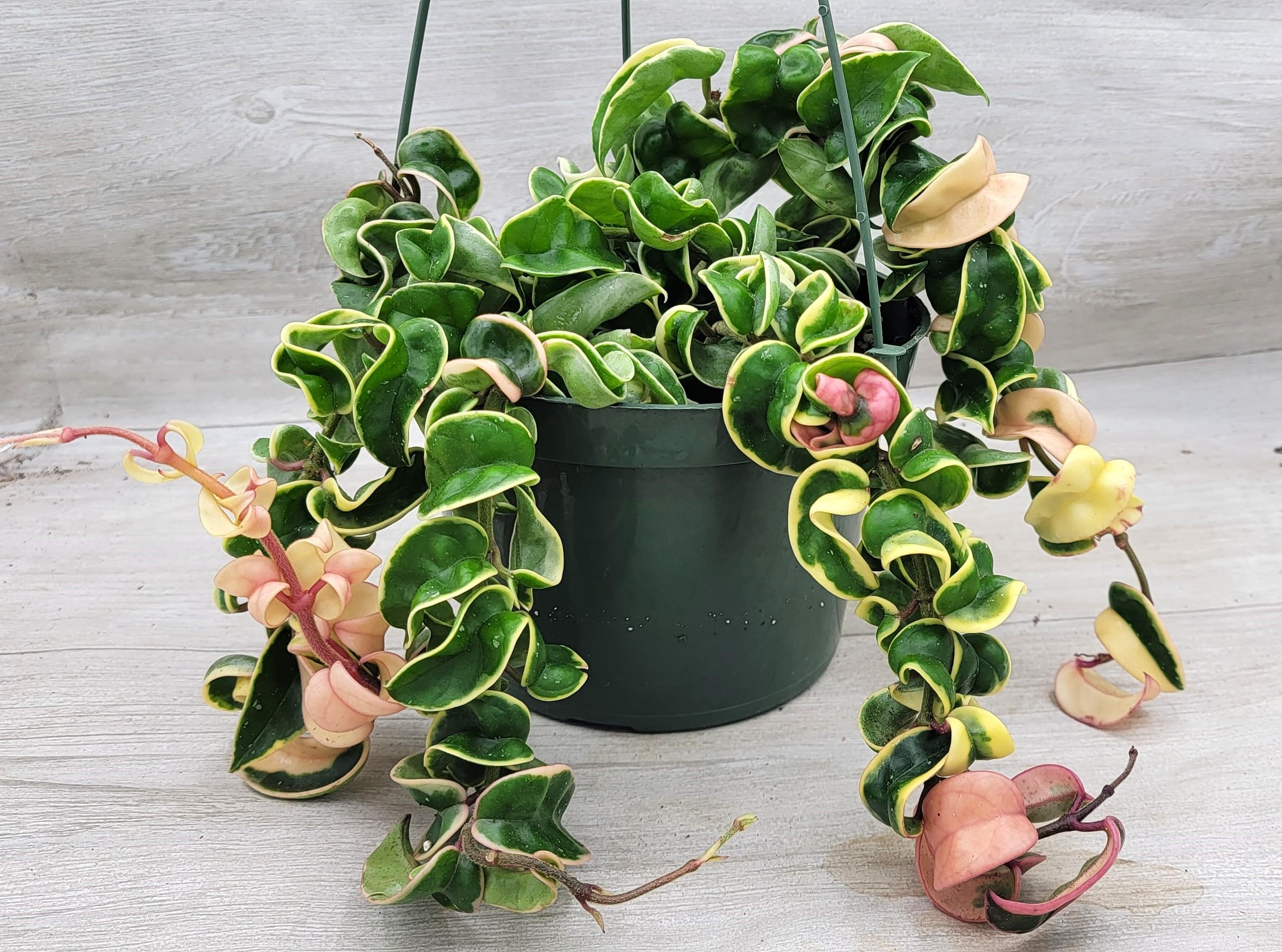 Amazon.com : Hoya Variegated Compacta aka Variegated Hindu Rope Live ...