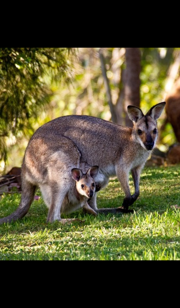Kangaroo Wallpaper -- HD Wallpapers of Kangaroos! - App on Amazon Appstore