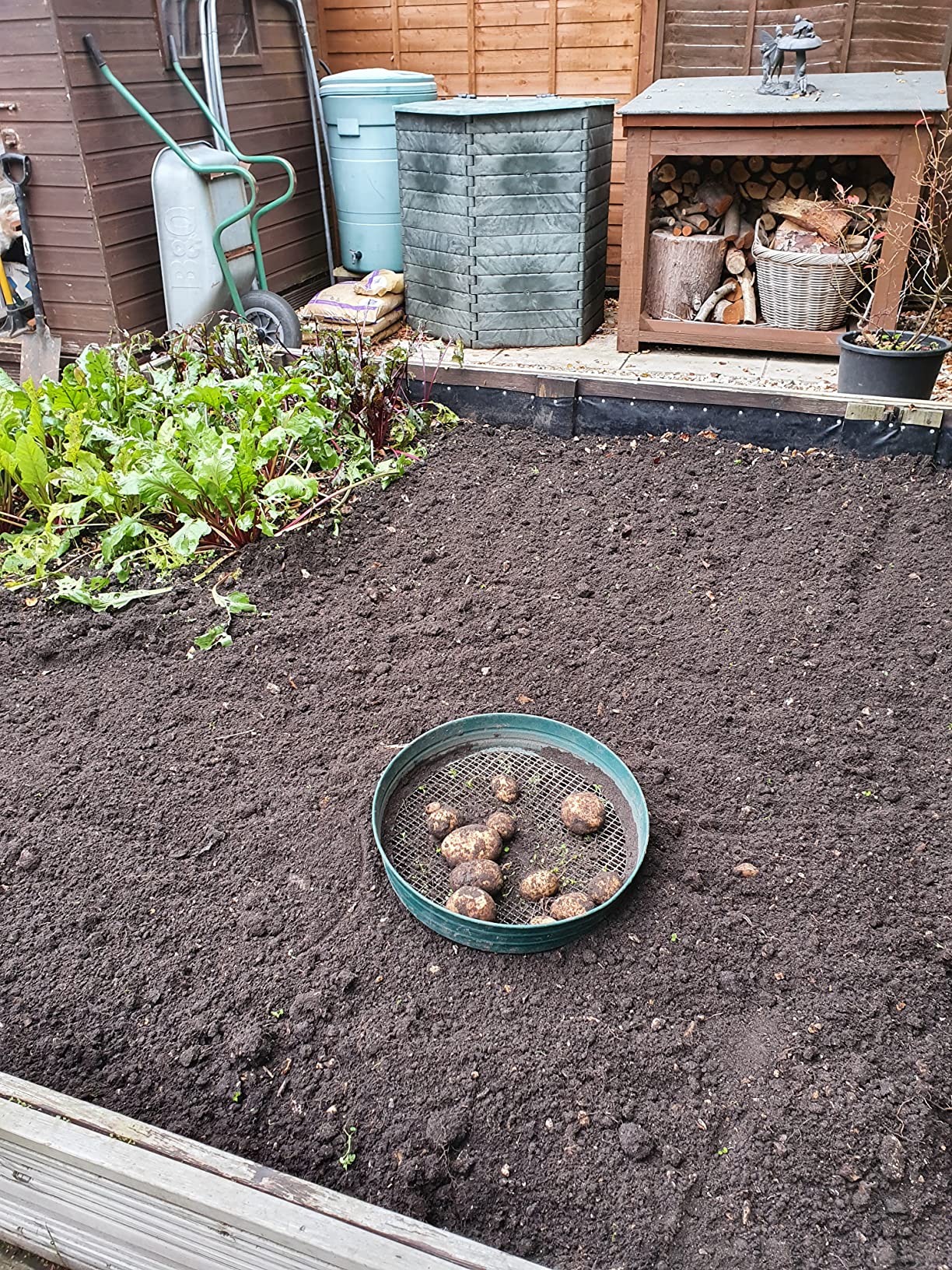 8 x Seed Potatoes Maris Piper- Best for Chips - Grow in Your Beautiful ...