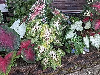 Amazon.com : Caladium Bulbs, Fancy Mix, Pack of 10 (Ten), Easy to Grow ...
