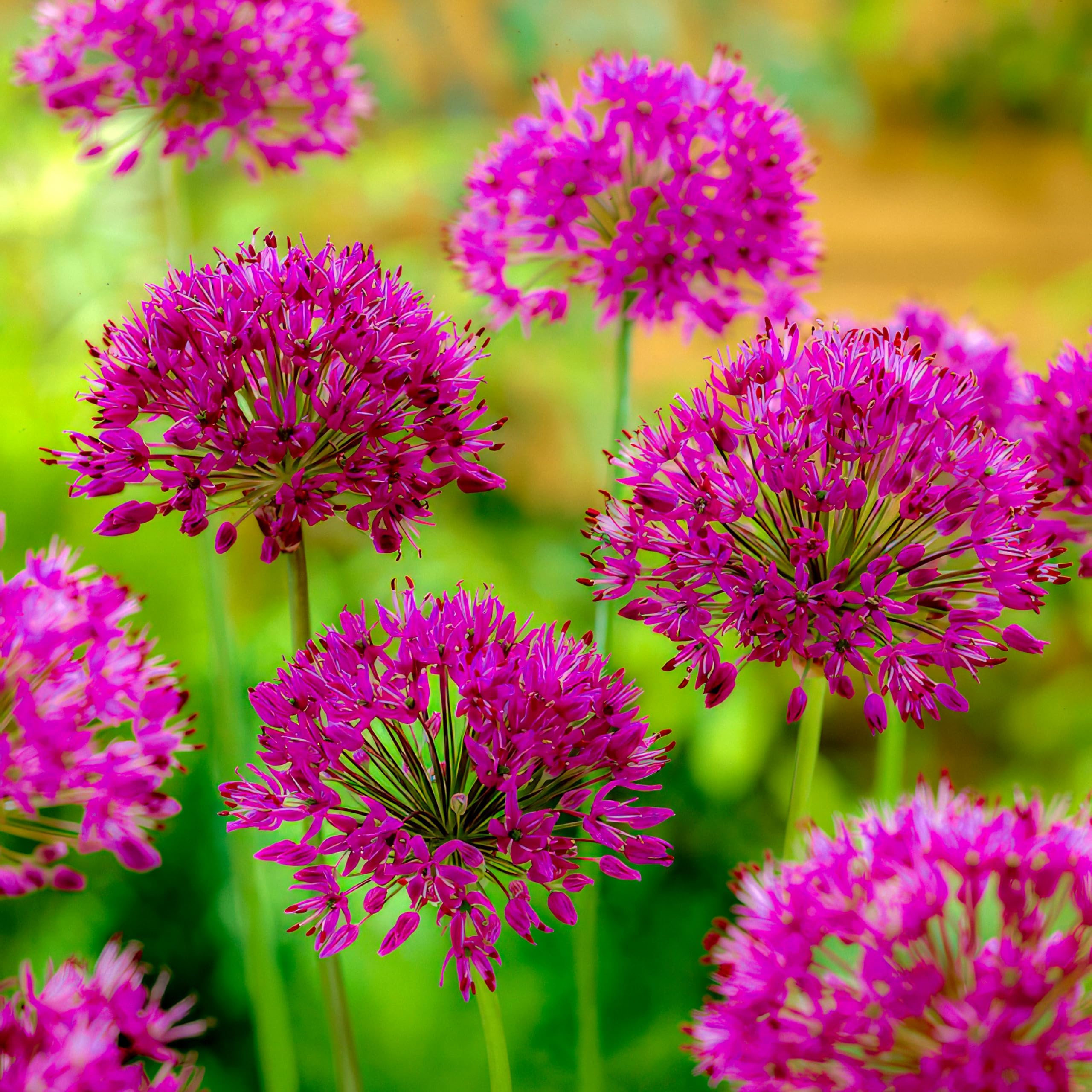 Allium Twin Towers (Packung mit 10 Zwiebeln), Riesen Zierlauch ...
