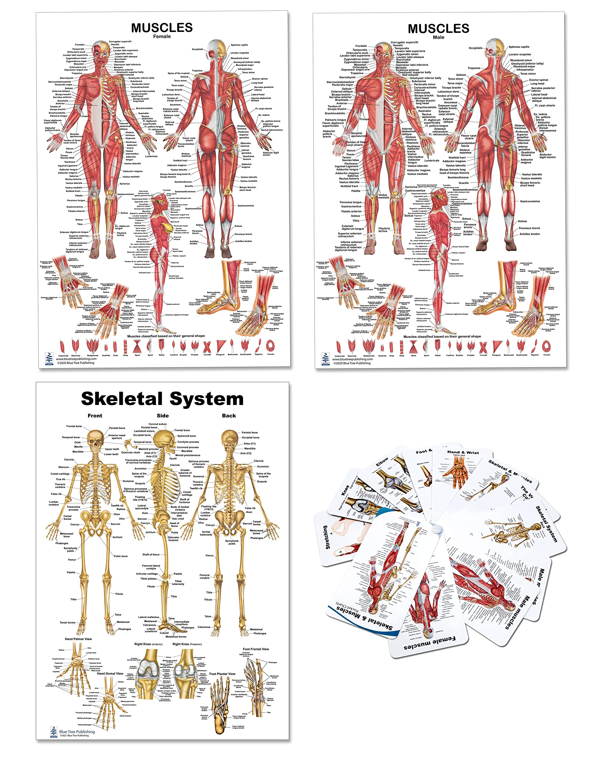 Blue Tree Publishing 4 Pack Anatomical Muscle Poster Set And Bonus ...