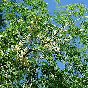 Amazon.com : CHUXAY GARDEN Perennial Moringa Plant Tree Seed 10 Seeds ...