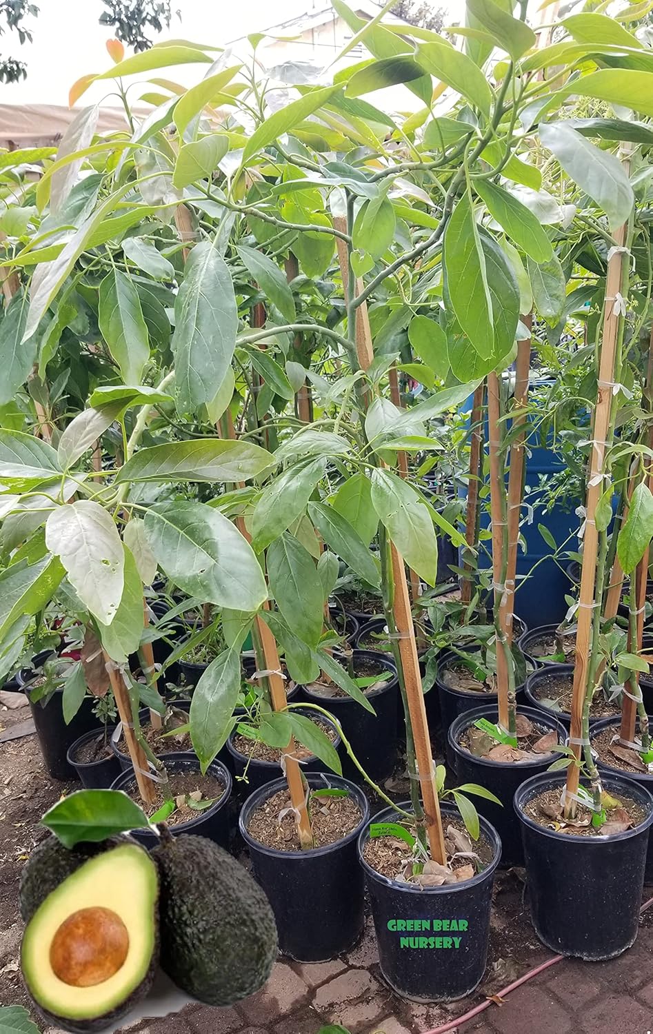 Amazon.com: Live Avocado Grafted Tree (Hass (A), 15 Gallon) : Patio ...