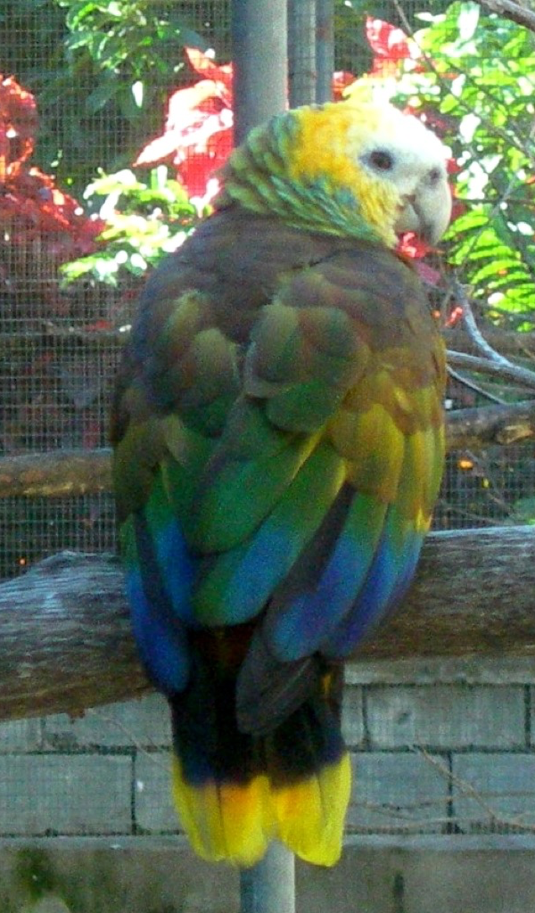 Amazon Parrot Wallpaper -- HD Wallpapers of Amazon Parrots!:Amazon.ca ...