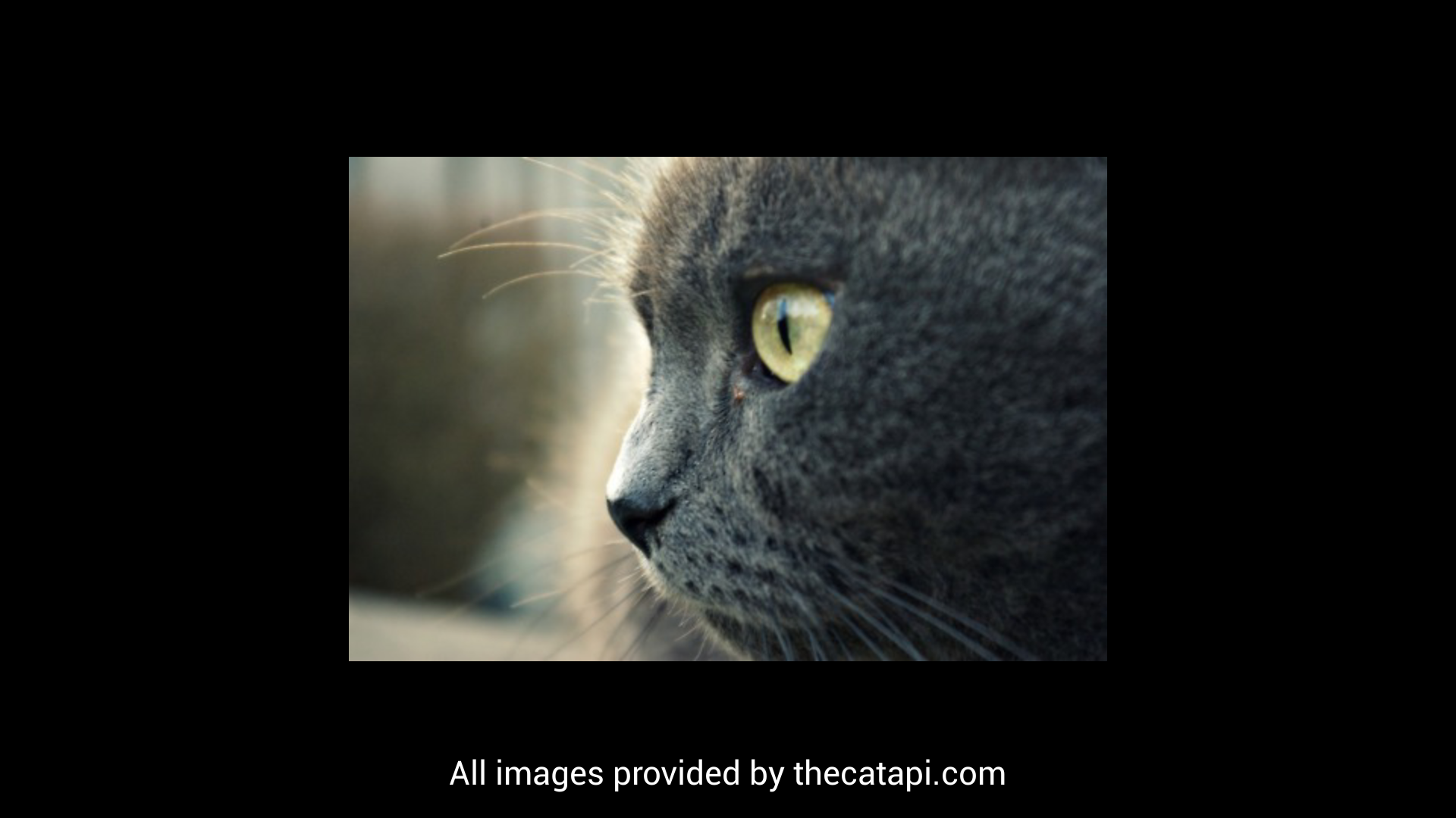 Cat Screensaver - App on Amazon Appstore