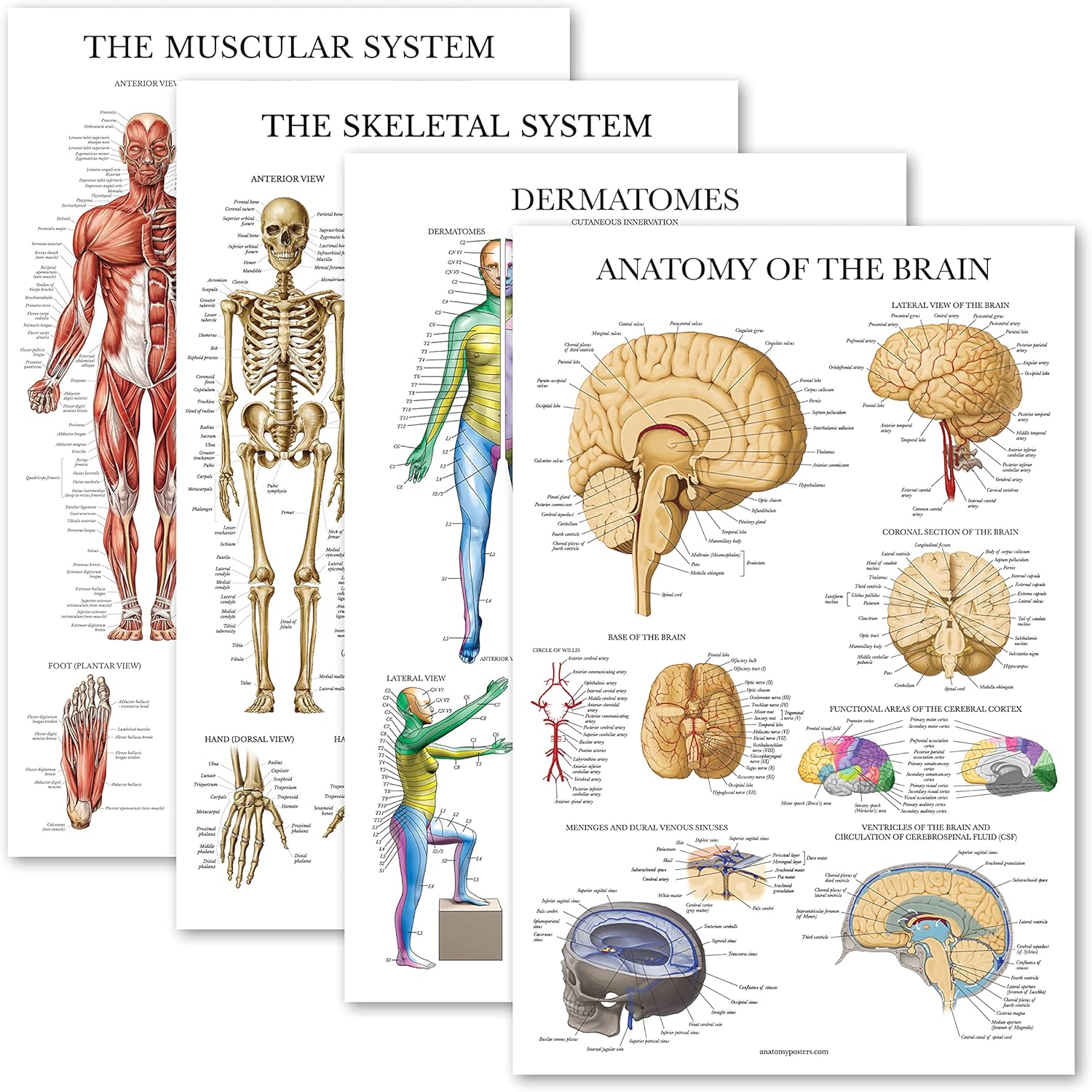 4 Pack - Anatomical Poster Set - Laminated - Muscular, Skeletal ...