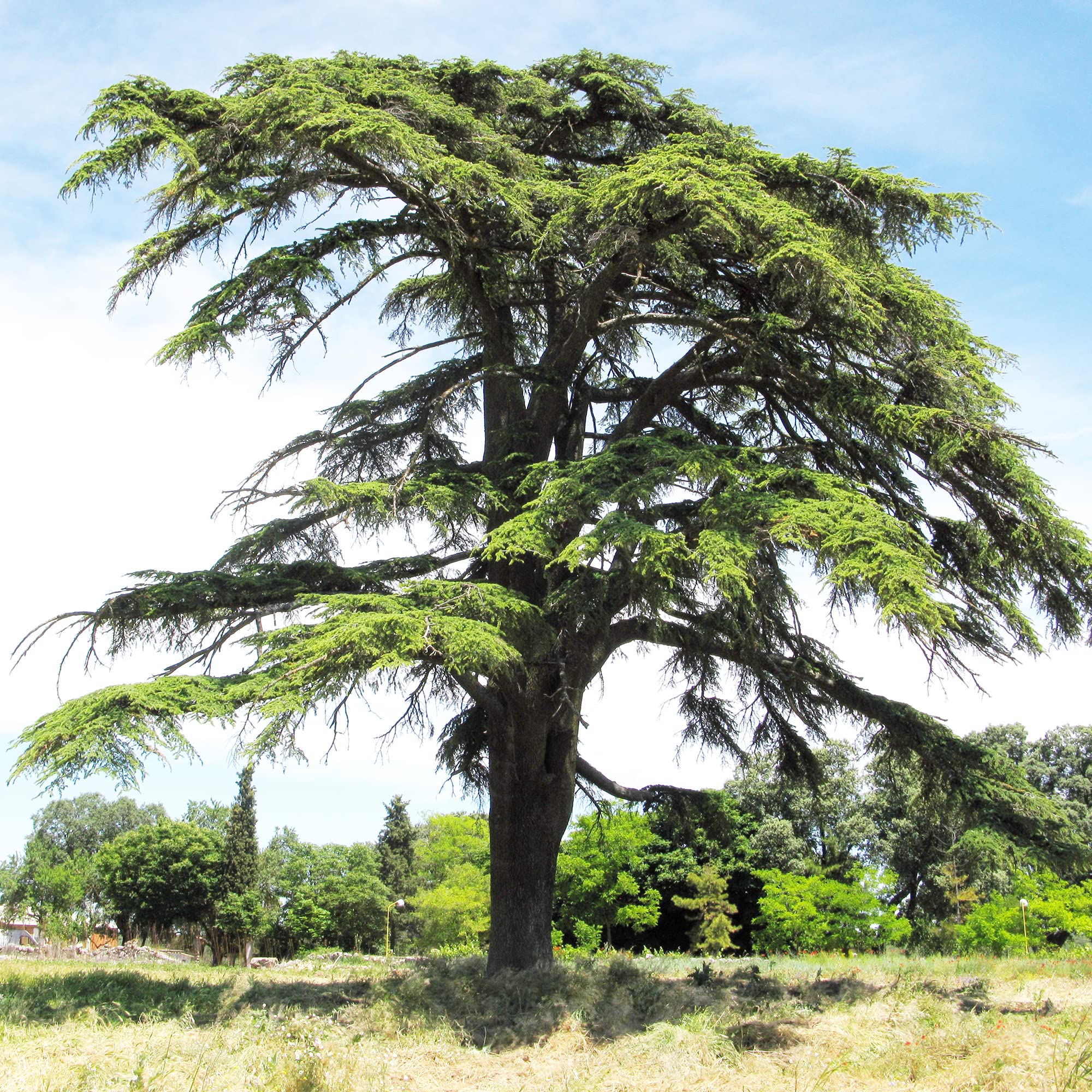 Amazon.com : Cedrus Libani Seeds Cedar of Lebanon Fragrant Low ...