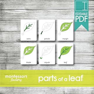 Parts Of A Leaf Montessori Cards Flash Cards Three Part | Desertcart KUWAIT