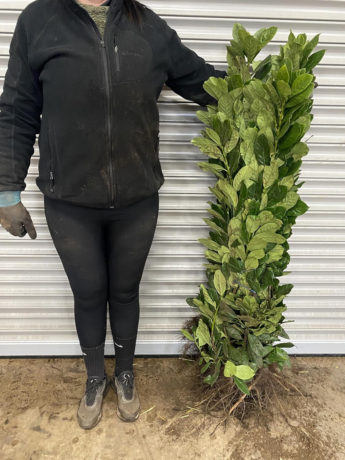10 Cherry Laurel Hedging 3-4ft Evergreen Plants Bare Root Multi Stem A+ ...