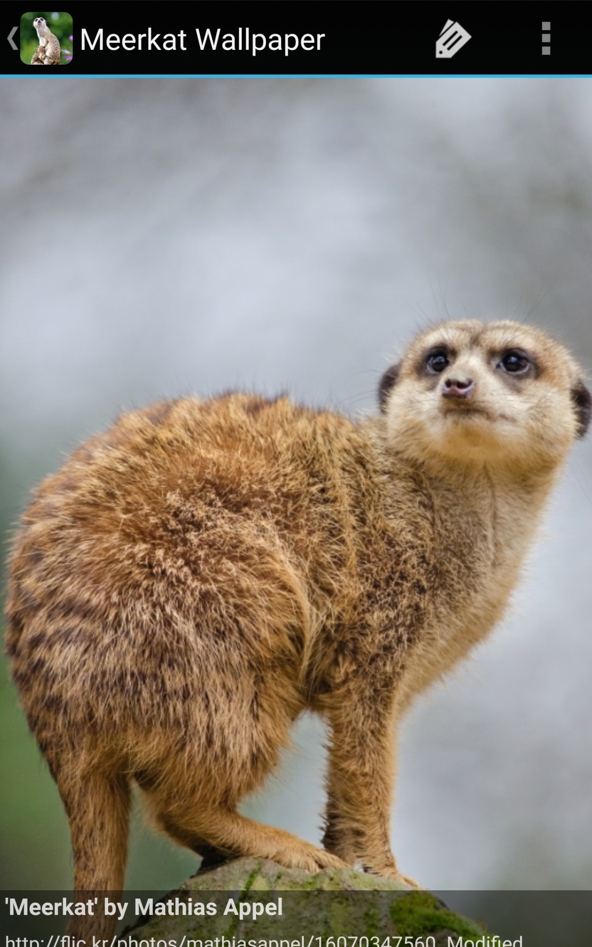 Meerkat Wallpaper:Amazon.com:Appstore for Android