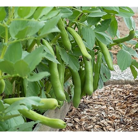 Amazon.com : Aquadulce Fava Bean Seeds, 25 Premium Heirloom Seeds Per ...
