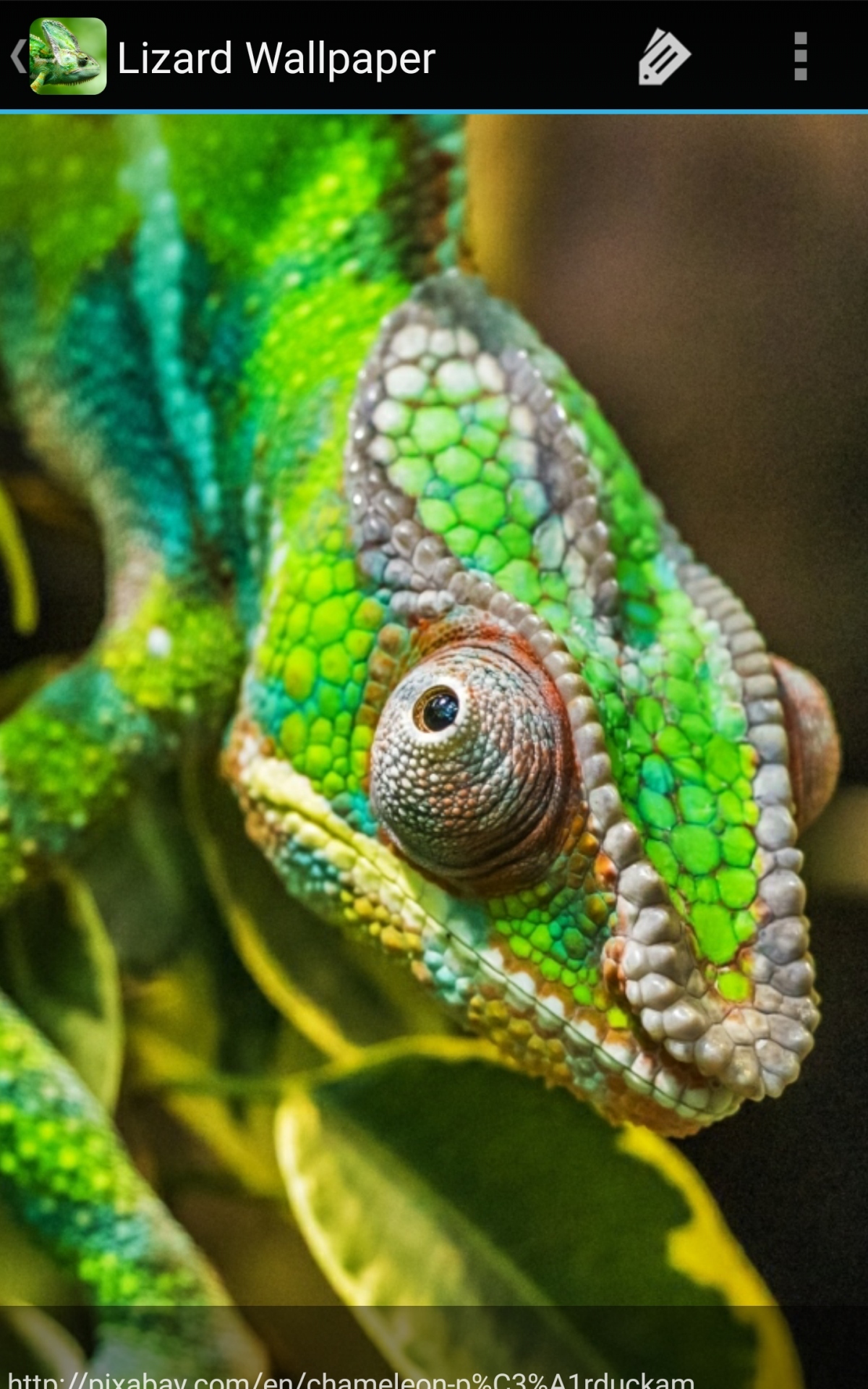 Lizard Wallpaper:Amazon.com:Appstore for Android