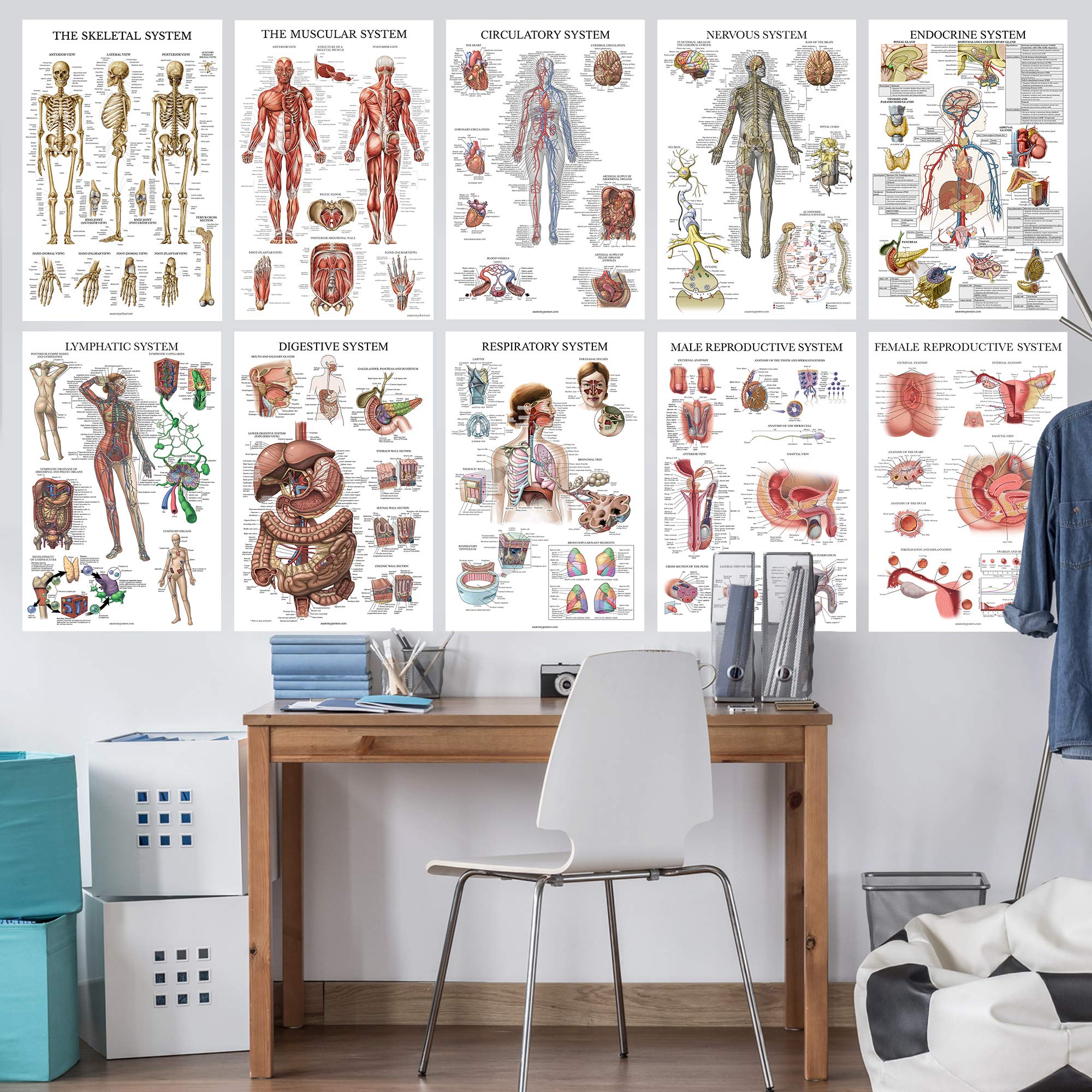 Buy 10 Pack - Anatomy Posters - Paper (Not Laminated) - Muscular ...